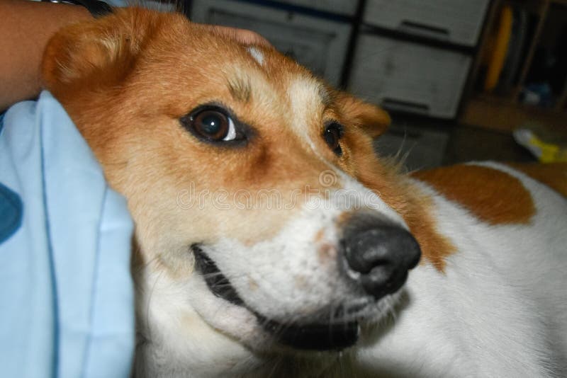 Funny Smile Dog is Looking at Owner. Stock Photo - Image of smile ...