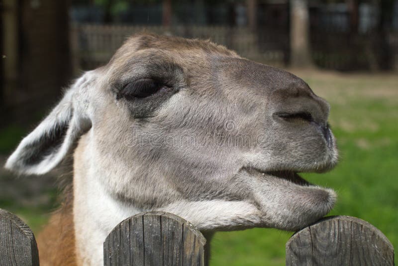 Llama lama smile stock image. Image of wild, livestock - 70543433