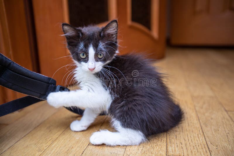 Funny Smiling Black and White Kitten at Home Stock Photo - Image of ...