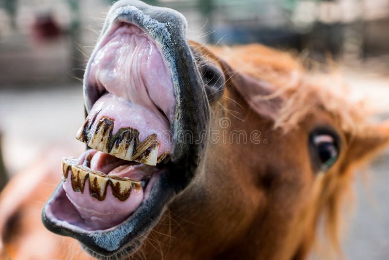 Funny Smiling Horse Portrait Stock Photo - Image of laugh, smiling ...