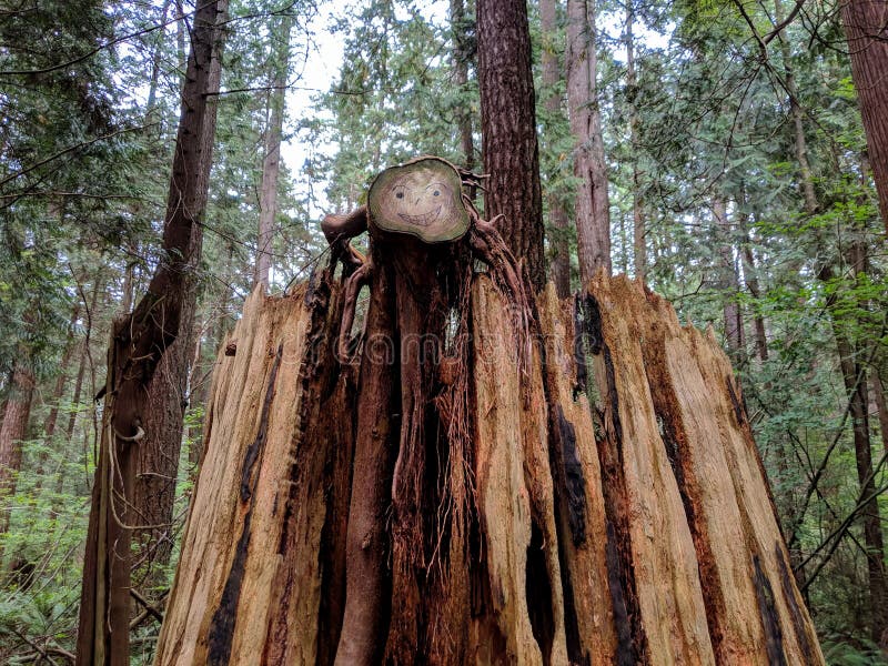 Funny Smiling Tree Trunk Stump Stock Image - Image of trunk, soil ...