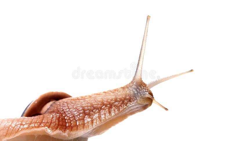Funny snail stock image. Image of snail, stting, animals - 100143893