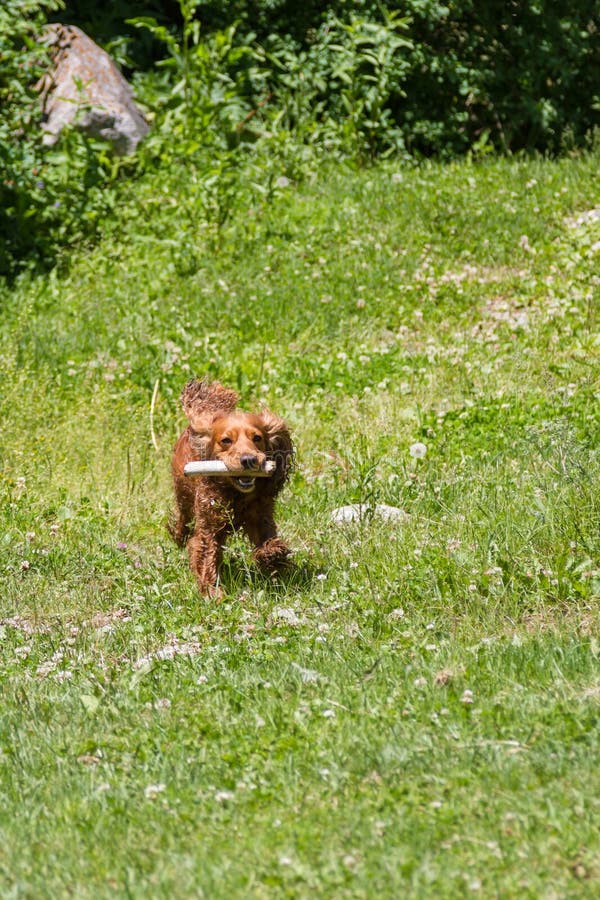 Funny Spaniel with a Stick in His Teeth on the Green Grass Stock Photo ...