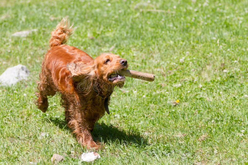 Funny spaniel with a stick stock photo. Image of funny - 94731176