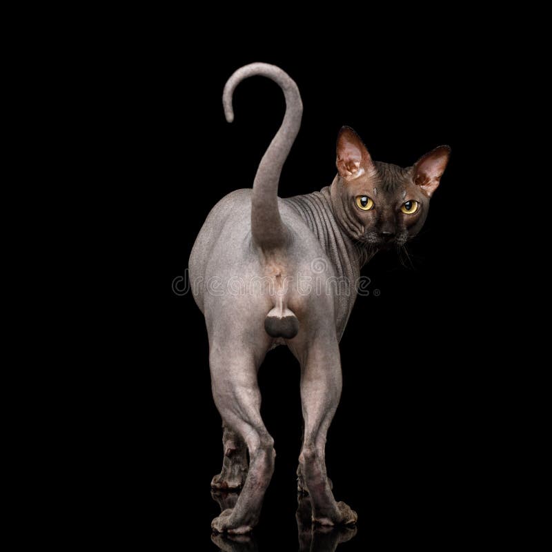 Funny Sphynx Cat on Isolated Black Background Stock Image - Image of ...