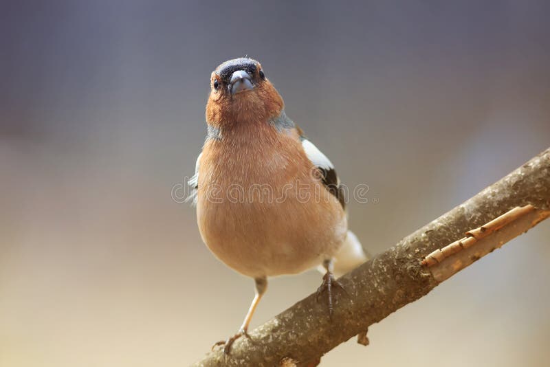 Funny Spring Bird Chaffinch in the Park on the Tree Stock Photo - Image ...