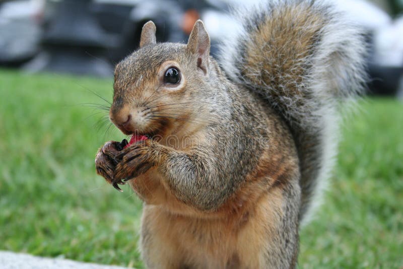 Funny squirrel stock photo. Image of washington, field - 11026254