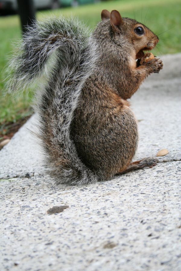 Funny squirrel stock photo. Image of soft, wildlife, tail - 11026312
