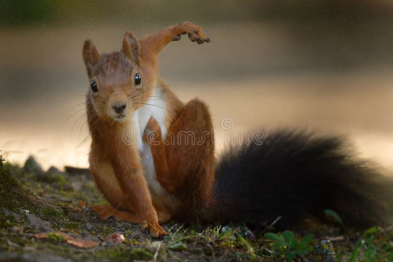 Yoga Squirrel Stock Photos - Free & Royalty-Free Stock Photos from ...