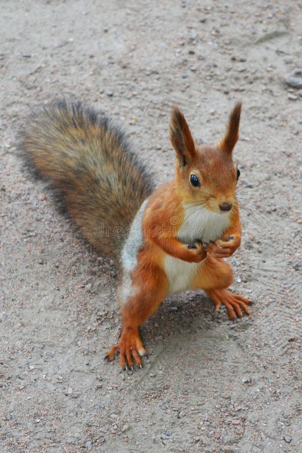 Funny squirrel. stock photo. Image of curiosity, pose - 87219114