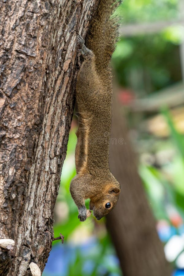 Funny Squirrel with a Nut on a Tree Stock Image - Image of wildlife ...