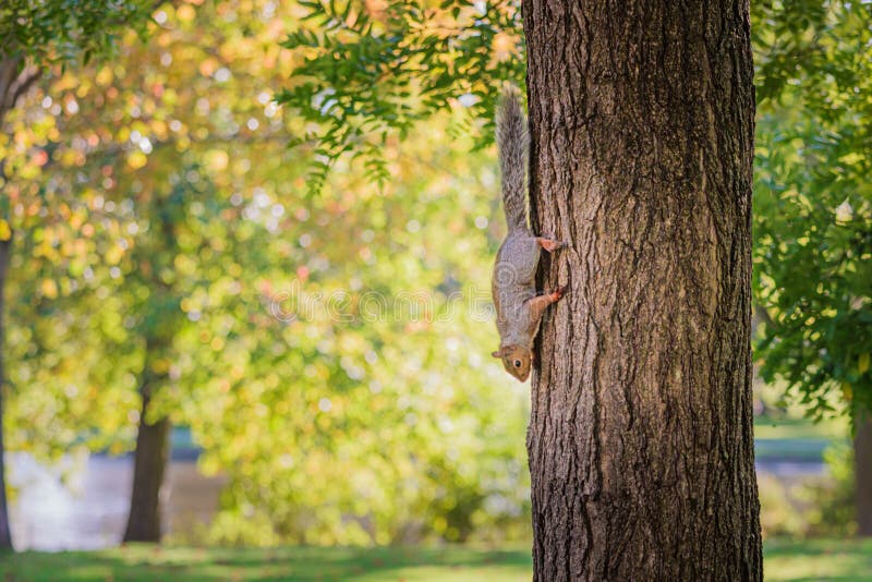 Funny Squirrel on a Tree, Autumn Season England Stock Photo - Image of ...