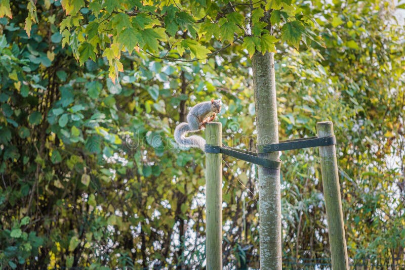 Funny Squirrel on a Tree, Autumn Season England Stock Photo - Image of ...