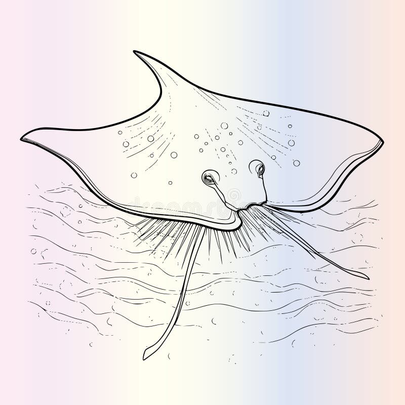 How To Draw A Stingray For Kids