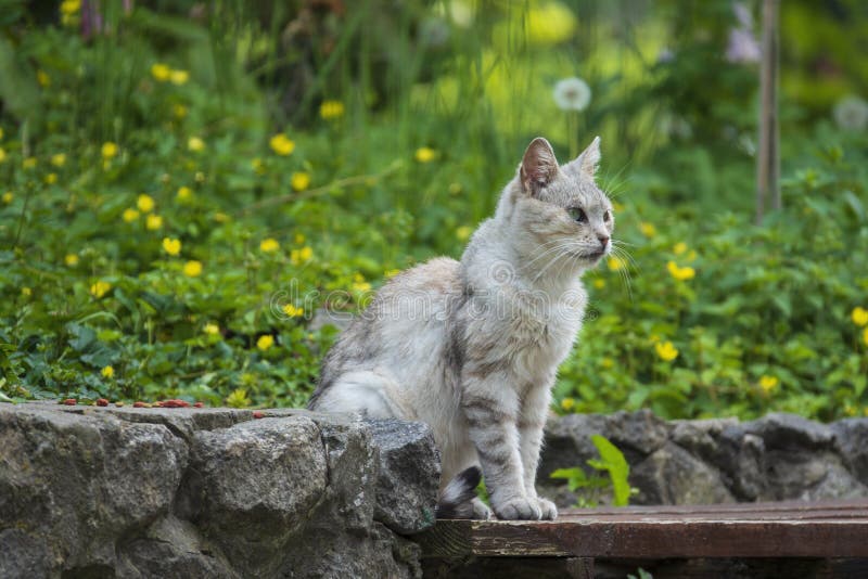 Funny Stray Cat on the Park Bench Stock Image - Image of furry, feline ...