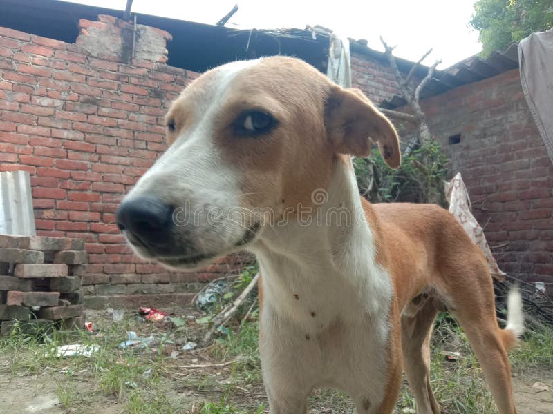 Funny Street Dog Closeup Face Stock Image - Image of smile, healthy ...