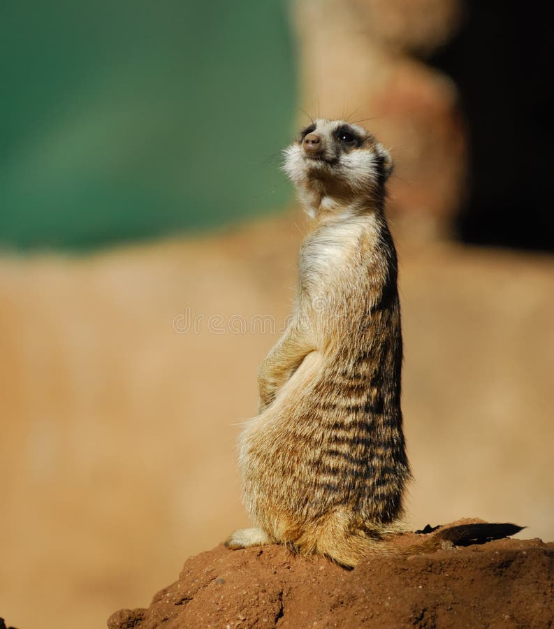 Funny Suricate stock image. Image of suricate, nature - 6952793