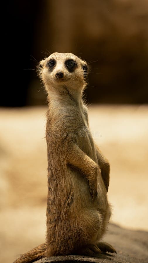 Funny Suricate Mercat Sitting in Desert Closeup Portrait Looking ...