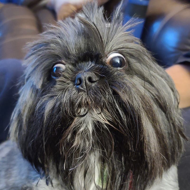 Funny surprised dog photo stock image. Image of surprised - 262728815