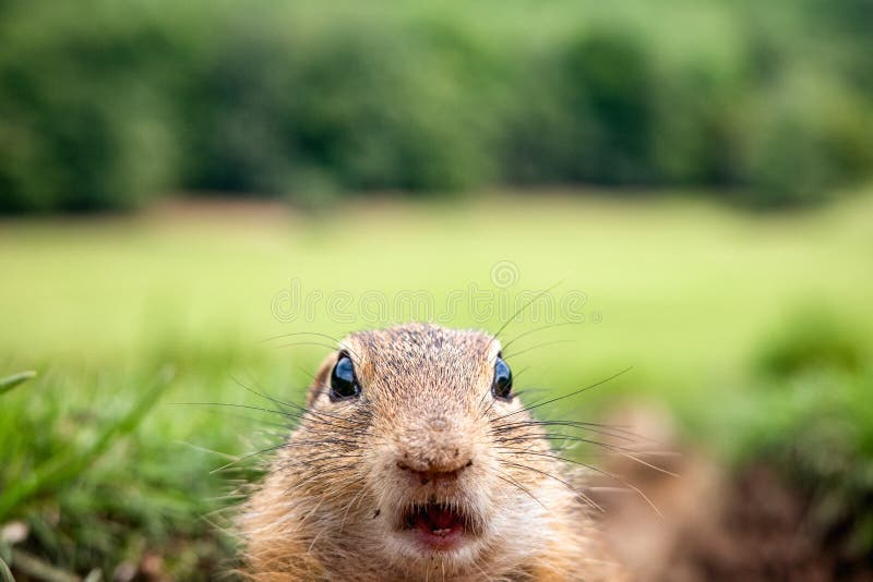 Funny Surprised Expression of Animal Face Looking into Camera Stock ...