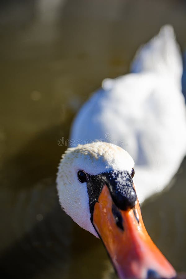 Funny swan tastes lens stock image. Image of color, closeup - 47103591