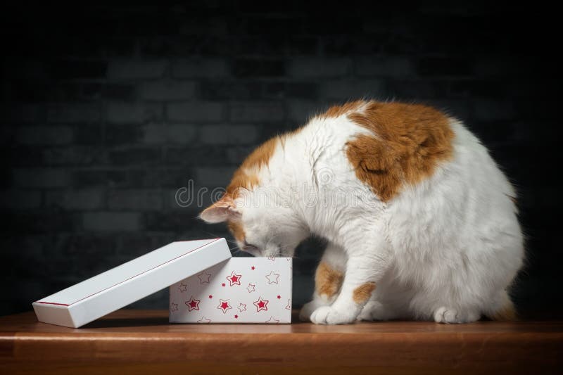 Funny Tabby Cat Looking Curious in a Open Gift Box. Stock Image - Image ...