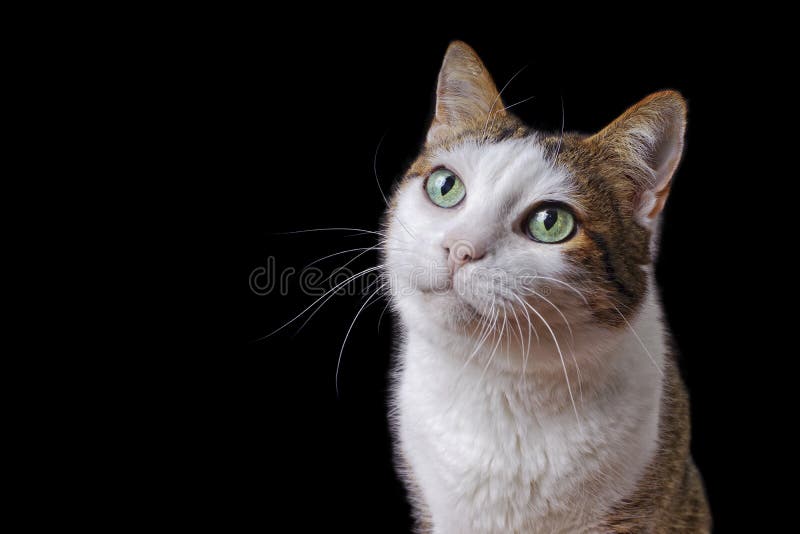 Funny Tabby Cat Looking Curious Up. Stock Image - Image of eyes, feline ...