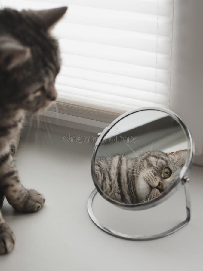 Funny Cat Looking at His Reflection in the Mirror Stock Image - Image ...