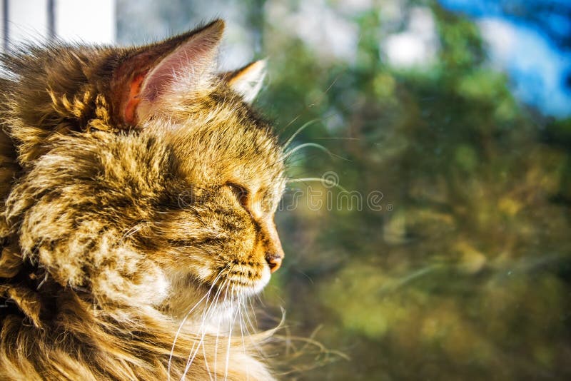 Funny Tabby Cat Near the Window Basking in the Sun Stock Image - Image ...