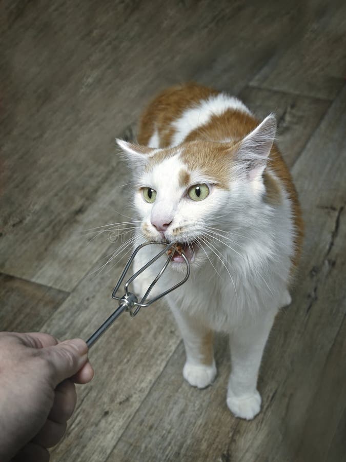 Funny Tabby Cat Nibbles from a Dough Hook. Stock Photo - Image of ...