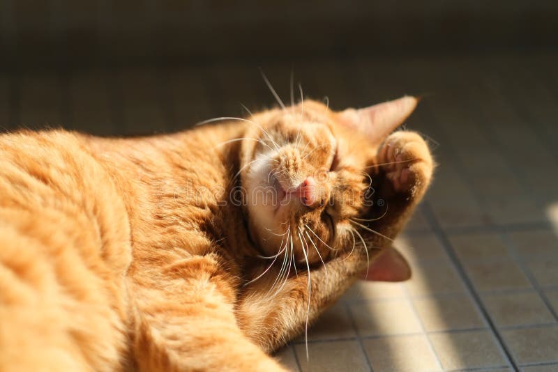 Funny Tabby Cat Tickle Itself Under Sunshine Stock Image - Image of ...