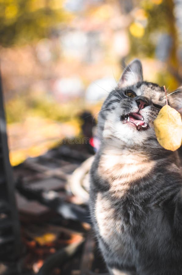 Funny Tabby Kitten is Played with a Toy, Open Mouth, Meme Photo Stock ... Funny Tabby Kitten is Played with a Toy, Open Mouth, Meme Photo Stock ...
