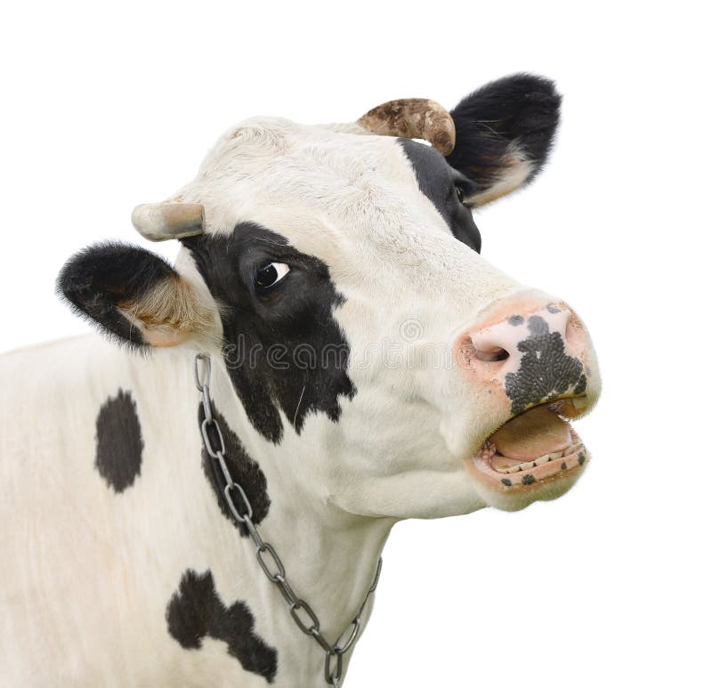 Funny Talking Cow Isolated on White Stock Image - Image of pattern ...