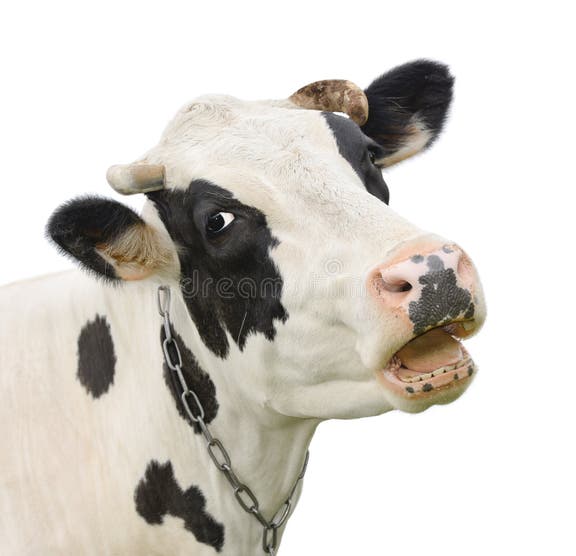 Funny Talking Cow Isolated on White Stock Image - Image of pattern ...