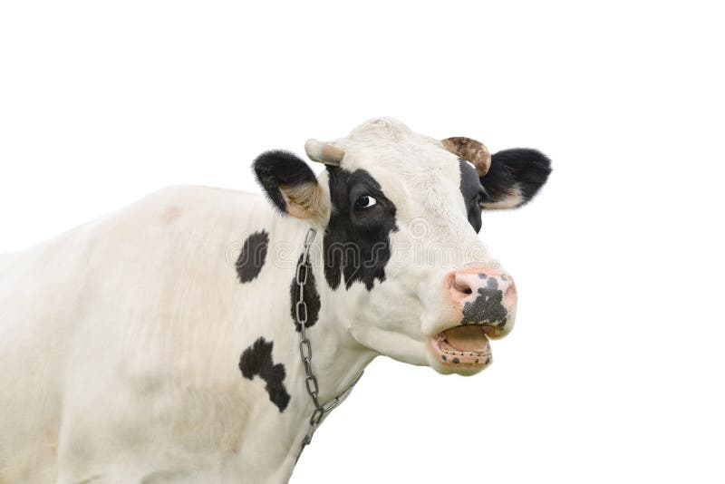 Funny Talking Cow Isolated on White Stock Image - Image of calf, dirty ...