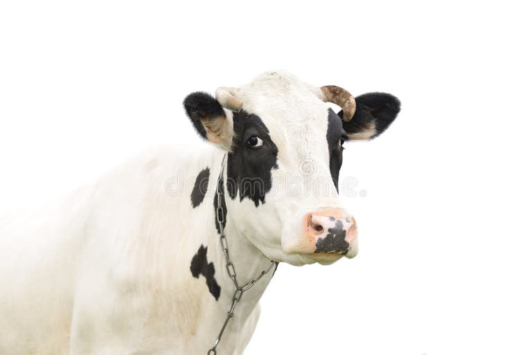 Funny Talking Cow Isolated on White Stock Photo - Image of animal ...