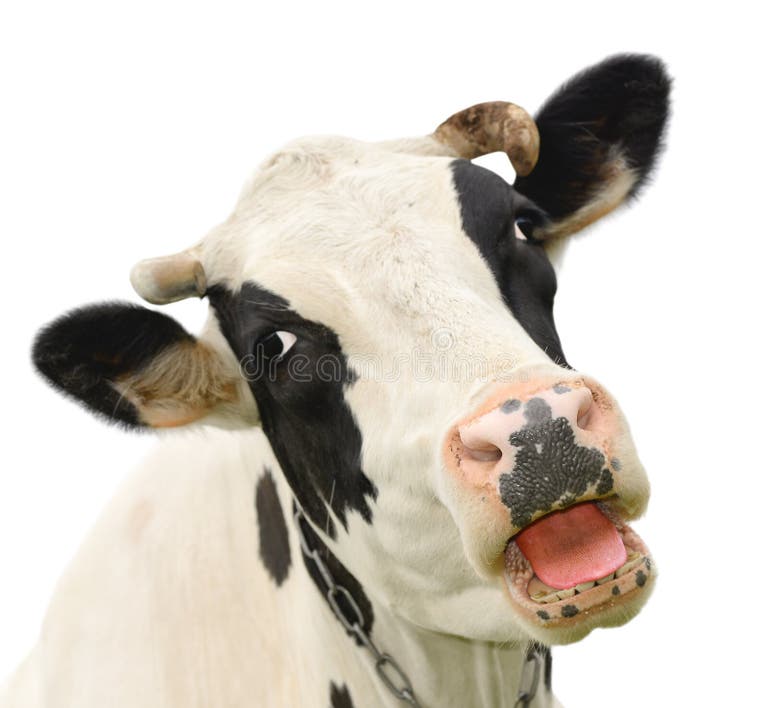 Funny Talking Cow Isolated on White Stock Image - Image of close ...