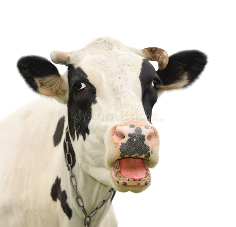 Funny Talking Cow Isolated on White Stock Photo - Image of face, dairy ...
