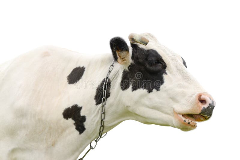 Funny Talking Cow Isolated on White Stock Image - Image of black ...