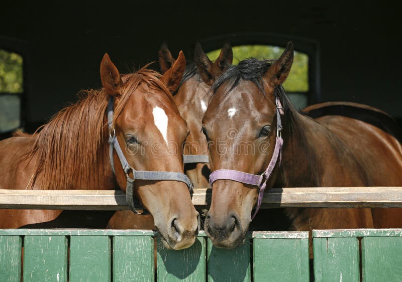 Funny Thoroughbred Horses Standing in the Stable Door Stock Image ...