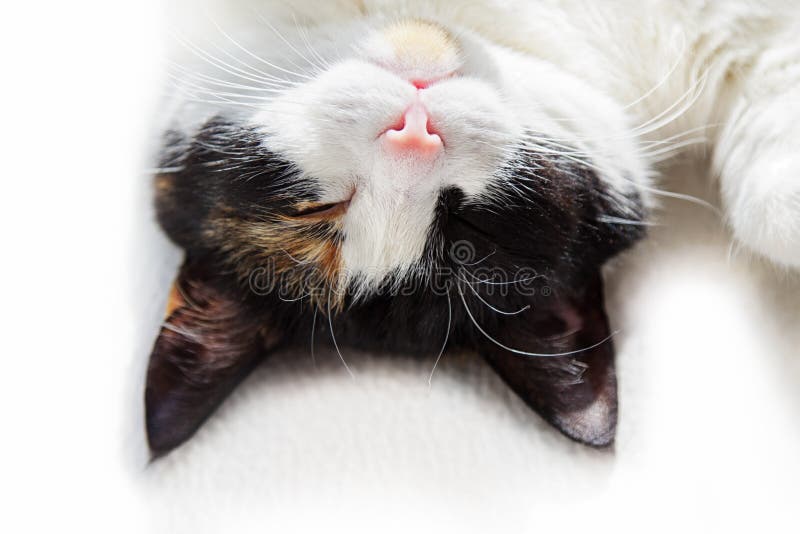 Funny Three-colored Cat Top View Lying on Back Stock Photo - Image of ...