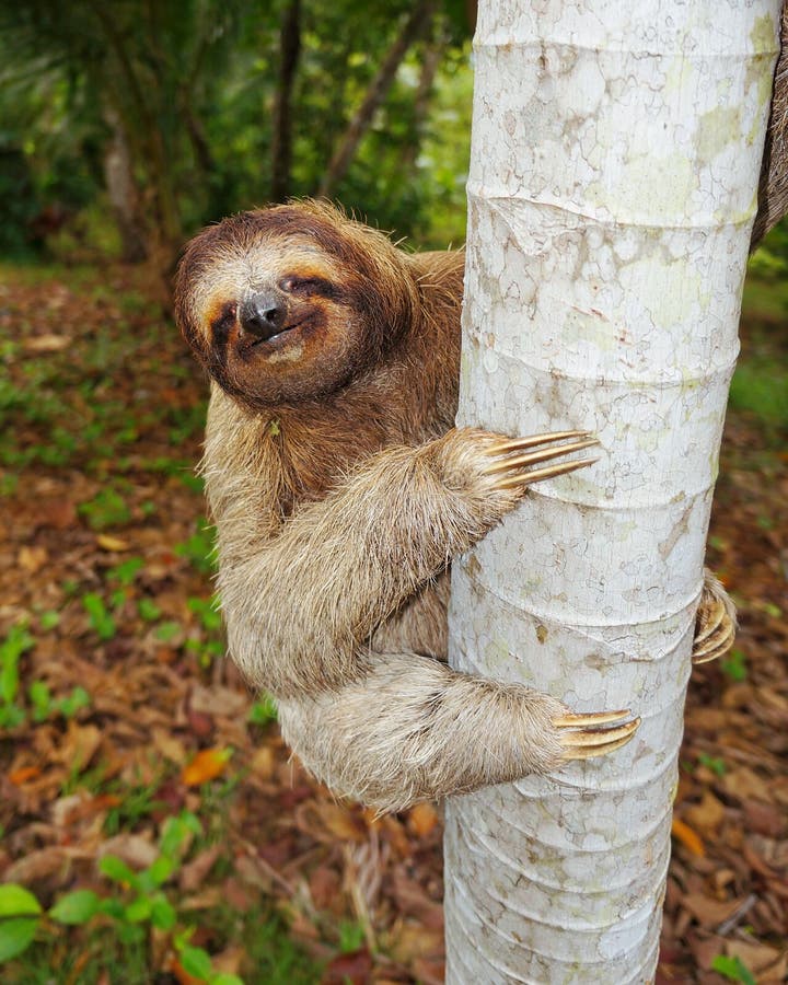 Funny Three-toed Sloth Climbing Tree Trunk Stock Image - Image of sloth ...