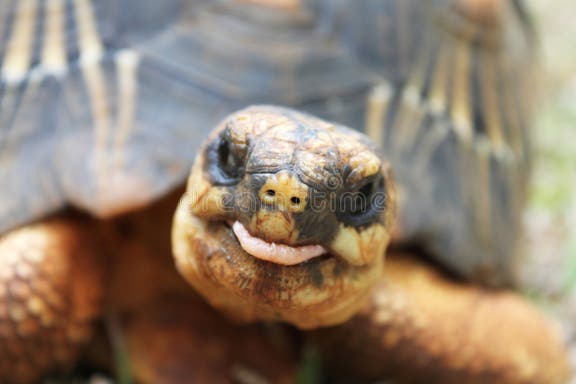 2,742 Funny Tortoise Stock Photos - Free & Royalty-Free Stock Photos ...