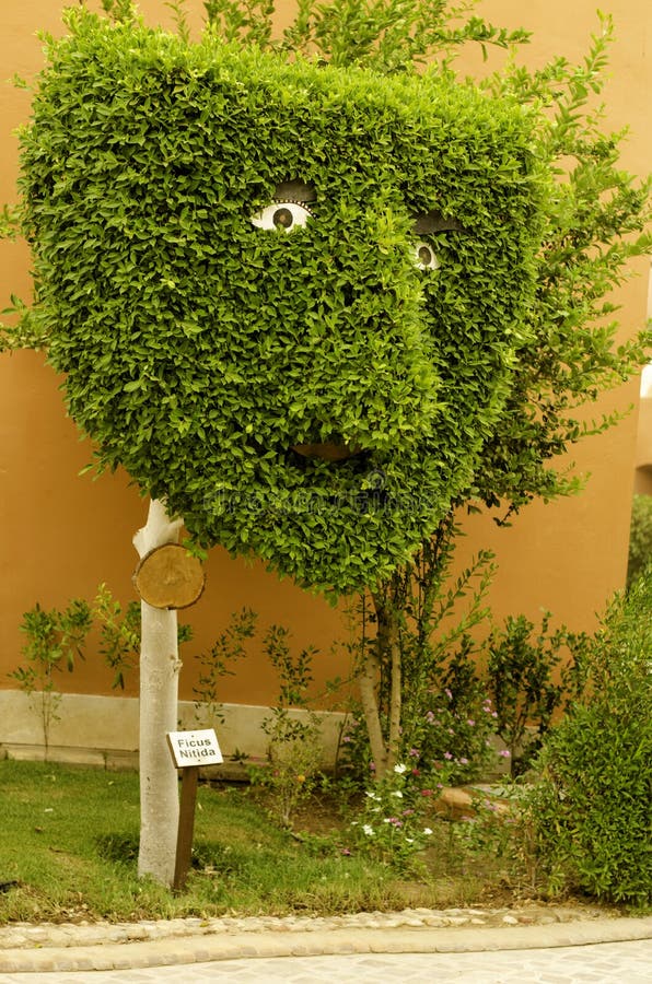 Funny Tree in Tropical Park. Stock Image - Image of colorful, summer ...