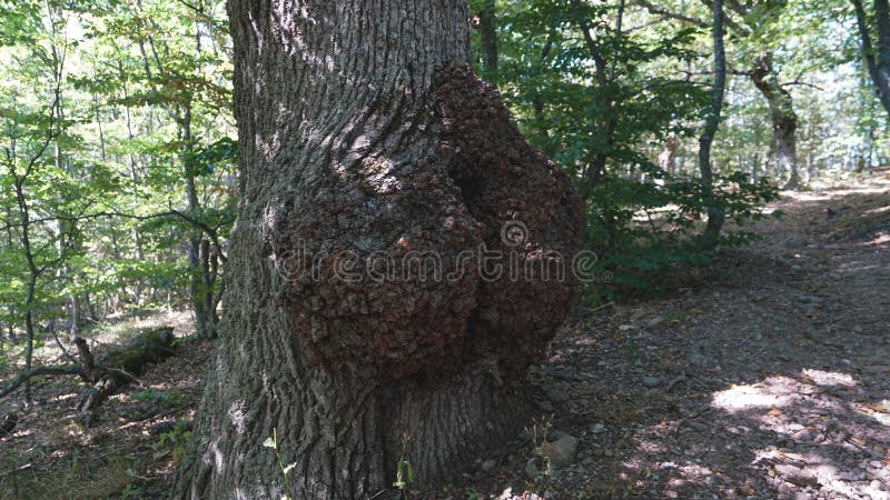 Tree Trunk with Ass-shaped Knar . Forest, Crimea Stock Photo - Image of ...