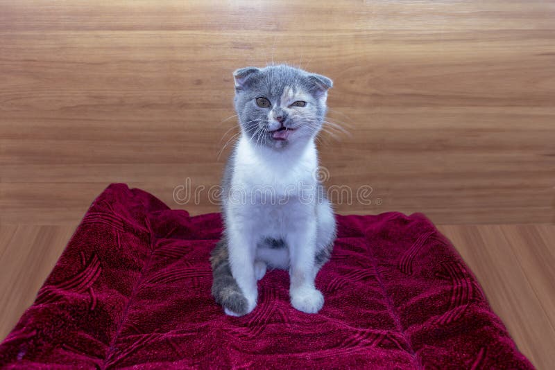 Funny Tricolor Cat Scottish Fold Sits on the Mat and Shows Tongue Stock ...