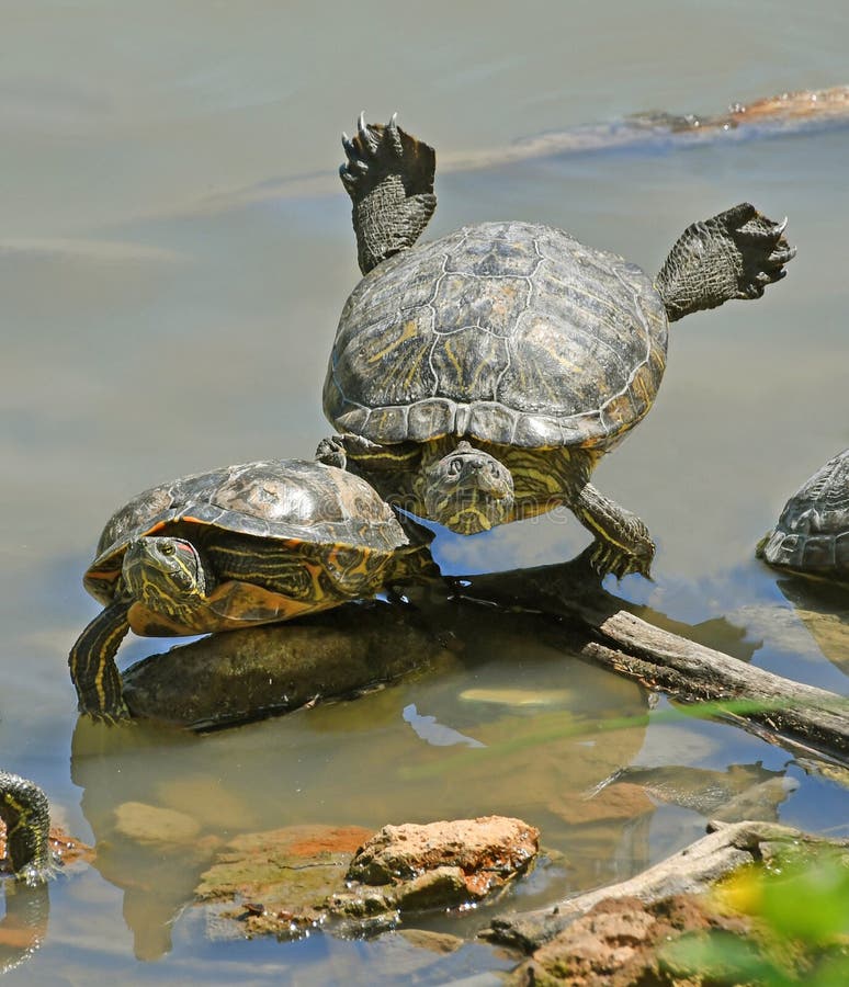 Funny Turtle Posing Under Sun Stock Image - Image of tortoise, frog ...