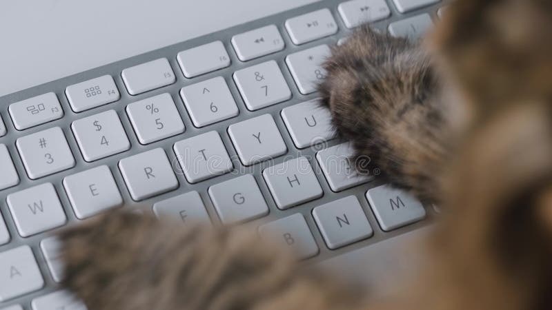 Tabby Cat is Typing Text on a Computer Keyboard Stock Footage - Video ...