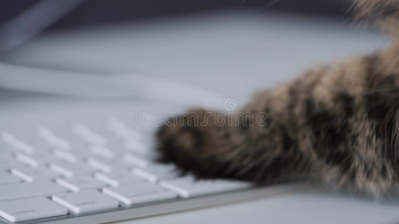Tabby Cat is Typing Text on a Computer Keyboard Stock Footage - Video ...