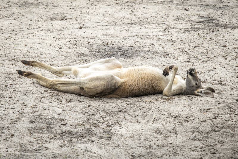 Kangaroo Sleeping on Its Back on the Ground Stock Photo - Image of foot ...